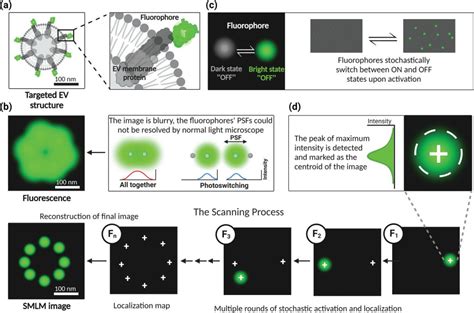 Single Molecule Localization Microscopy For Investigating Small