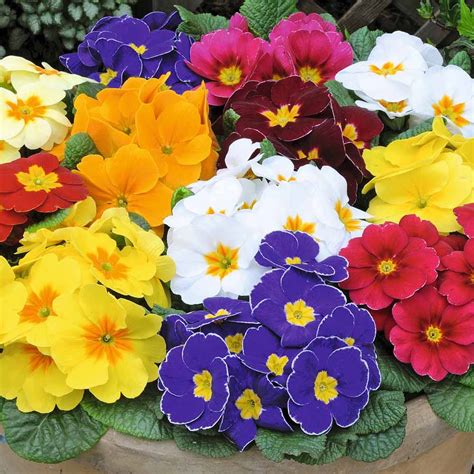 The 10 Most Fragrant Flowers For A Blissfully Scented Garden