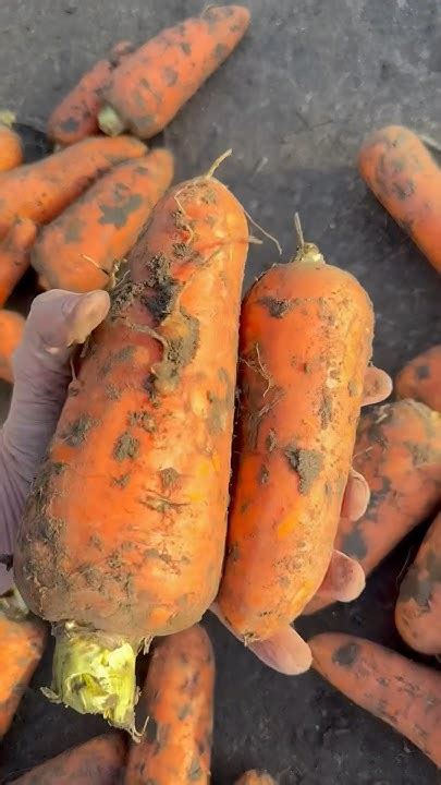 Купить морковь оптом крупную на салаты 📍Крым овощи опт Whatsapp 7978 977 77 88 Олег Youtube