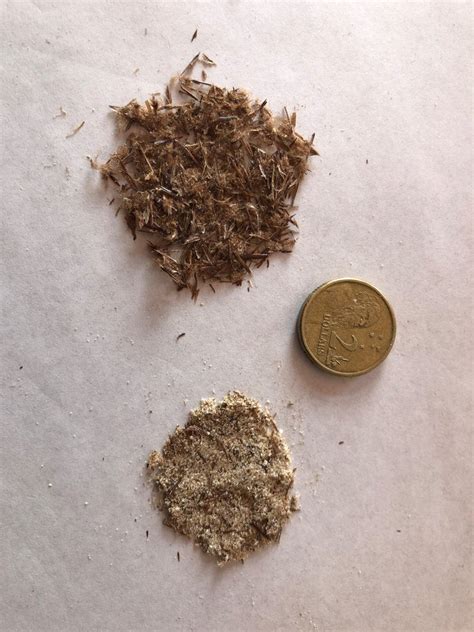 Themeda Australis Kangaroo Grass Bush To Bowl