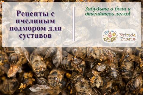 Пчелиный подмор: рецепты для суставов, приготовление настойки для ...