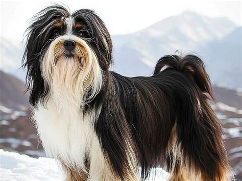 Terrier Tibetano O Companheiro Leal Alegre E Antigo