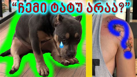 ჩემი ძაღლების ტატუ გავიკეთე Youtube