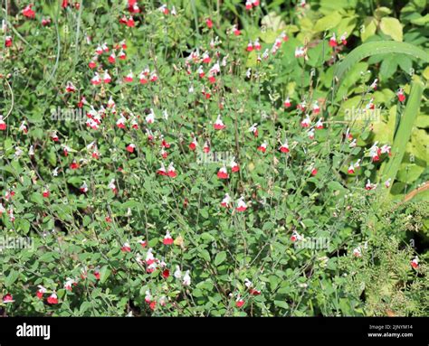 Summer 2022 August Salvia X Jamensis ‘hot Lips Flowering Plant Stock