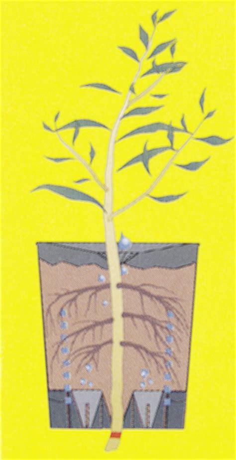 Large Rooter Pots Plant Rooting System Kinsman Garden