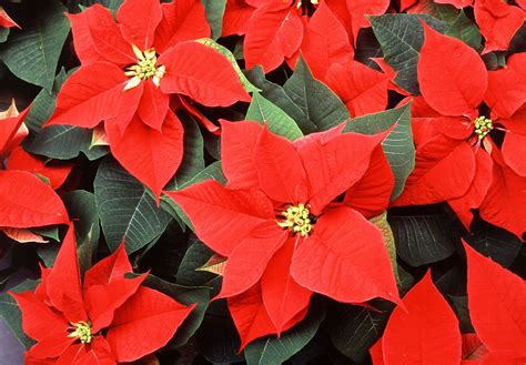 Poinsettia Description Flower Christmas Poisonous And Facts Britannica