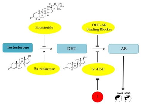 5 Alpha Reductase Hair Loss Dutasteride In Androgenetic Alopecia An Update Bentham Science