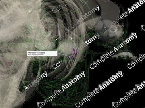 Interpectoral Nodes Left Complete Anatomy