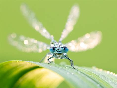 Best Tripods For Macro Photography In