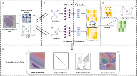 Figure 1 From Spgclf A Versatile Deep Graph Contrastive Learning Framework For Spatial