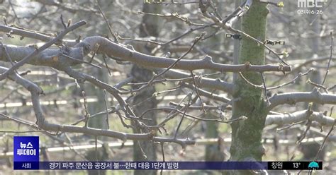 일찍 피는 사과꽃‥올해도 금사과 되나