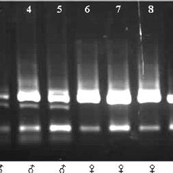 Agarose Gel Displaying Results Of Sex Determination From Giant Pandas Download Scientific