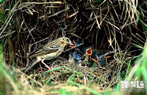 Tree Pipit Anthus Trivialis Stock Photo Picture And Rights Managed Image Pic F52 143804