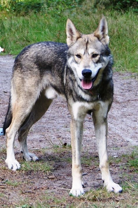 Hybrid Wolf Dog Breed Information With Pictures Tail And Fur