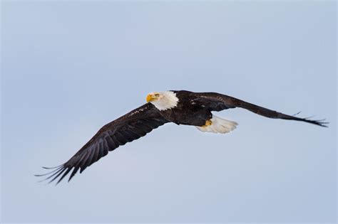Witnessing Majesty A Winter Wonderland At The Chilkat Bald Eagle Preserve