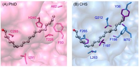 Exploiting The Biosynthetic Potential Of Type Iii Polyketide Synthases Pmc