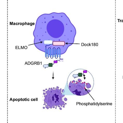 Pdf Adhesion G Protein Coupled Receptors Structure Signaling Physiology And Pathophysiology