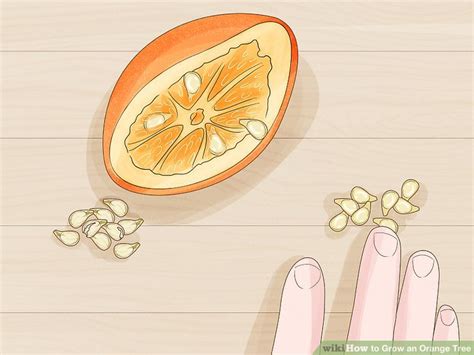How To Grow An Orange Tree With Pictures WikiHow