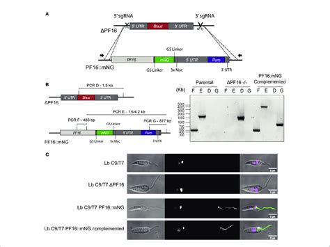 Schematic Representation Of The In Locus Complementation Strategy Download Scientific
