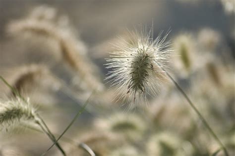 Ornamental Grass Grasses Free Photo On Pixabay