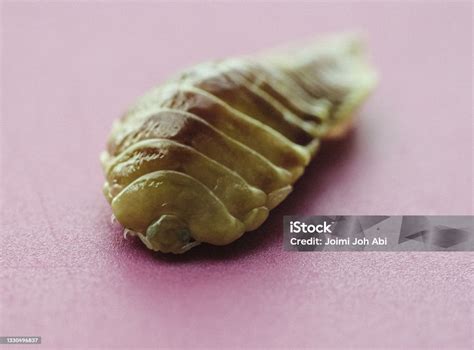 Cymothoa Exigua Or The Tongueeating Louse Is A Parasitic Isopod Of The