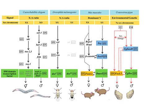Working Model For Sex Determination In The Pacific Oyster Crassostrea Download Scientific