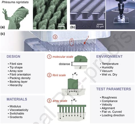 1 Bioinspired Adhesion And Its Path To Handling Applications A Download Scientific Diagram