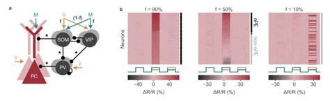 Fraction Of Npe Neurons Depends On Som And Vip Neuron Inputs A Download Scientific Diagram