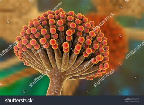 Fungi Aspergillus Black Mold Which Produce Stock Illustration 337065935