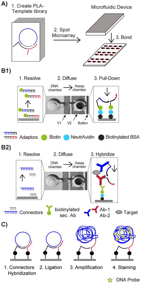 Microfluidic Chip Integration Of A Solid Phase Rolling Circle Download Scientific Diagram