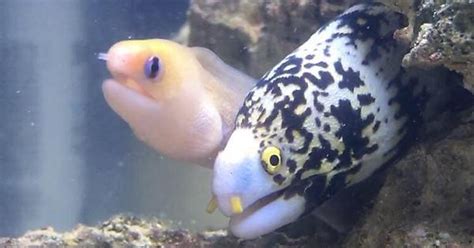 Golden Dwarf And Snowflake Eel Album On Imgur
