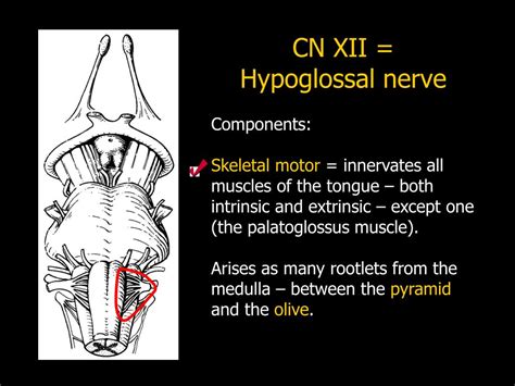 Ppt Cranial Nerves Powerpoint Presentation Free Download Id 4521992