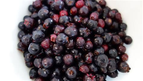 Traditional Uses And Benefits Of Saskatoon Health Benefits