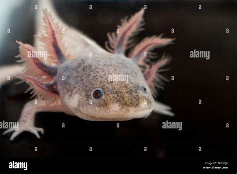 Closeup Of Grown Up Mexican Axolotl Salamander With Feathery External
