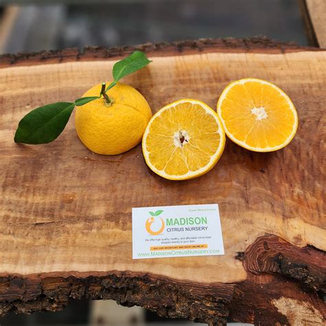 Certified Glen Navel Orange Citrus Budwood For Sale Madison Citrus