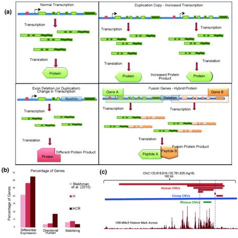 Abbreviations Acgh Array Comparative Genomic Hybridization Bp Base Download Scientific