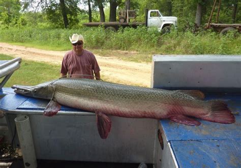 Biggest Alligator Gar Caught In Texas At Scarlett Packham Blog
