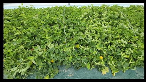 2023~2024 참외시즌 20번쨰농가사진 아시수확날짜가늦었지만 4월시세가좋아서큰문제는없었습니다 전체흐름 세부적인포인트 은하수꿀 스마트플러스였던거같네요