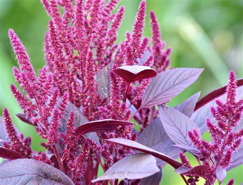 Amaranth Care How To Plant And Grow Amaranthus