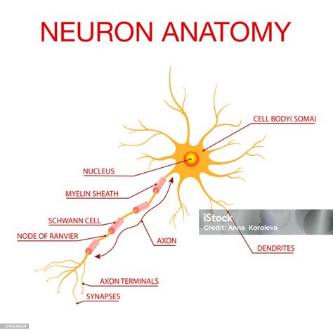 Diagram Anatomi Neuronilustrasi Struktur Neuron Ilustrasi Stok Unduh Gambar Sekarang Akson