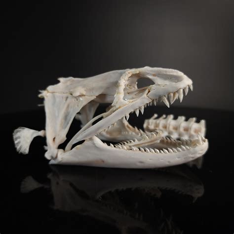 Eel Skeleton