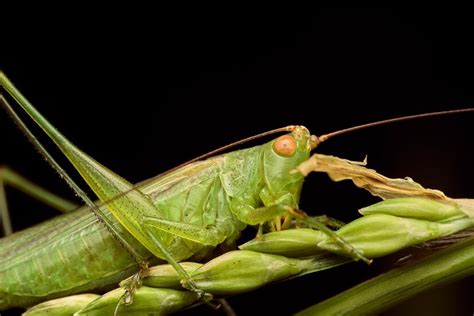 Premium Photo Details Of A Green Grasshopper On Grasses
