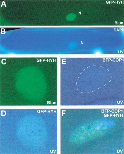 Two Interacting Bzip Proteins Are Direct Targets Of Cop1 Mediated Control Of Light Dependent