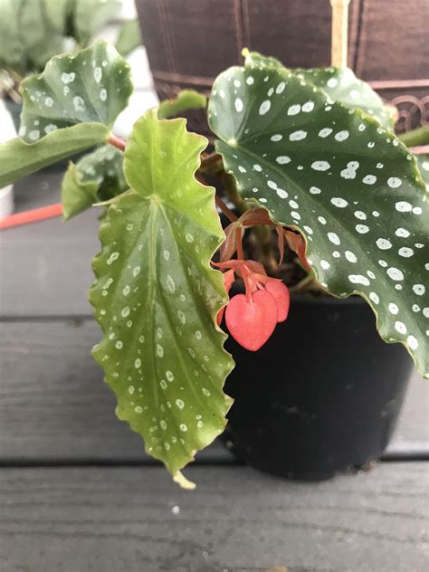 123 Best Begonia Maculata Images On Pholder Houseplants Begonias And Takea Plant Leavea Plant