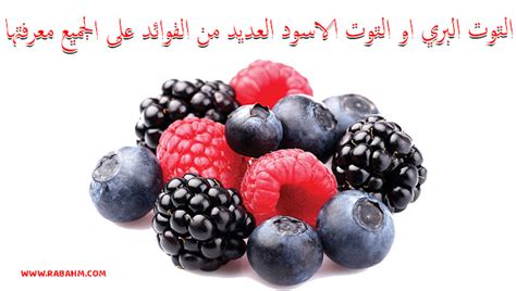 التوت البري او التوت الاسود العديد من الفوائد على الجميع معرفتها