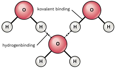 Kovalent Binding Store Norske Leksikon