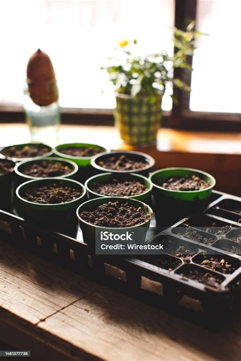 다양한 식물의 건강한 묘목으로 채워진 파종 트레이와 화분의 트레이 클로즈업 0명에 대한 스톡 사진 및 기타 이미지 0명