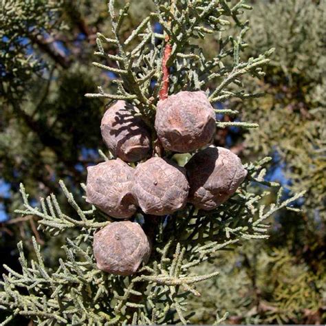 Arizona Cypress The Arizona Native Plant Society