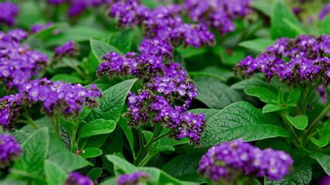 135 Popular Types Of Flowers You Should Grow In Your Garden