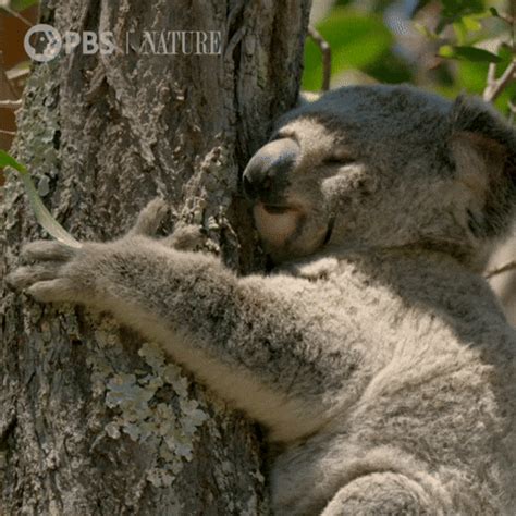 Koala Bear Sleeping 